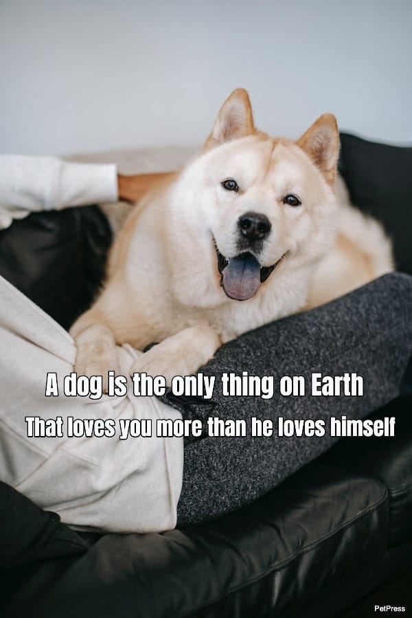 15 Most Inspiring Dog Therapy Quotes That Melt Your Heart
