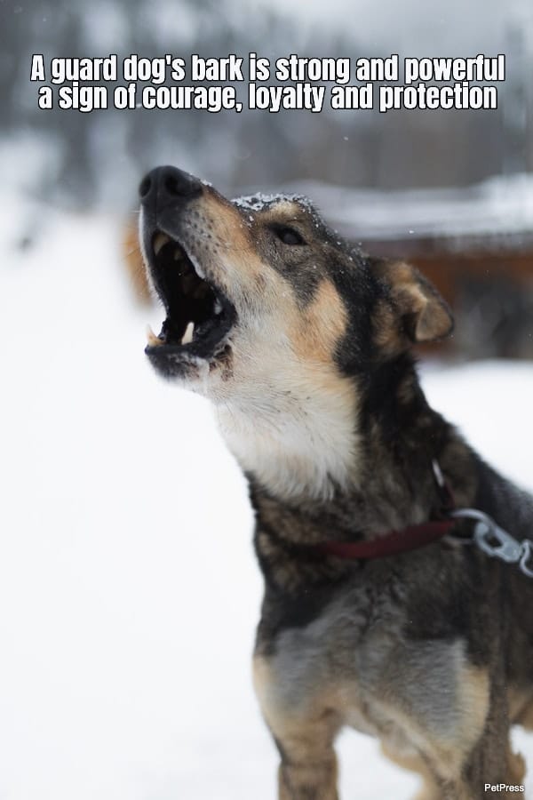 20+ Guard Dog Quotes That Are Inspiring And Melt Your Heart