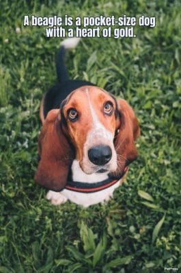 Top 10 Inspiring Beagle Quotes to Make You Smile