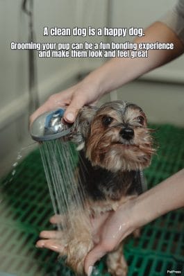 10 Uplifting Dog Grooming Quotes to Bring Out Your Pup's Best