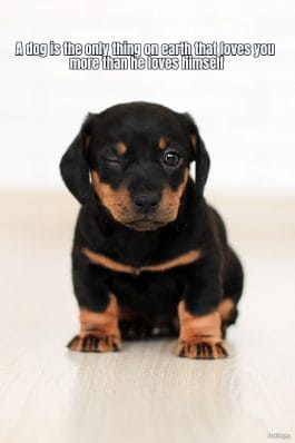 10+ Sweetest Welcome New Puppy Quotes For New Dog's Parents