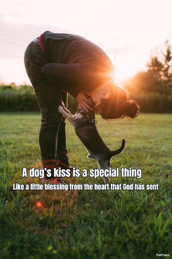 10+ Heartwarming Dog Kisses Quotes That Will Melt Your Heart