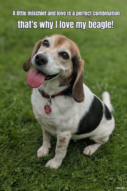 Top 10 Inspiring Beagle Quotes to Make You Smile