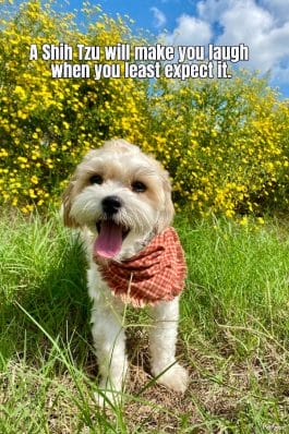 10 Uplifting Shih Tzu Quotes That Will Make You Smile!