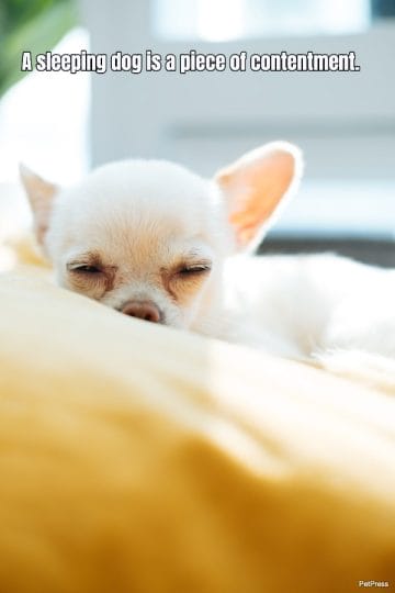 10 Inspiring Sleeping Dog Quotes to Make You Smile