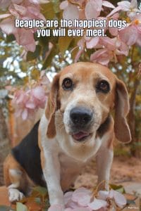 Top 10 Inspiring Beagle Quotes to Make You Smile