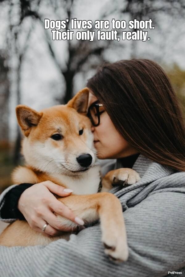 Gone But Never Forgotten - 15 Comforting Dog Passing Quotes