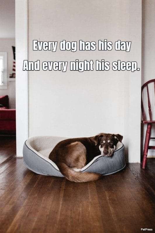 10 Inspiring Sleeping Dog Quotes to Make You Smile