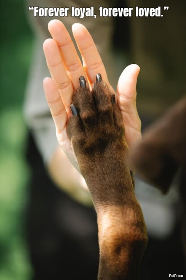 Remembering Your Pup With 15 Touching Dog Memorial Quotes