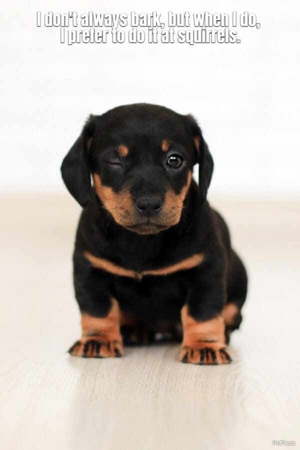 10 Rottweiler Quotes to Make You Bark With Laughter