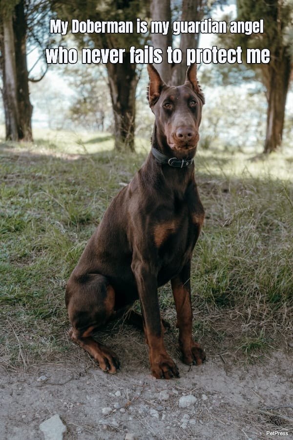 10 Heartwarming Doberman Quotes That Melt Your Heart