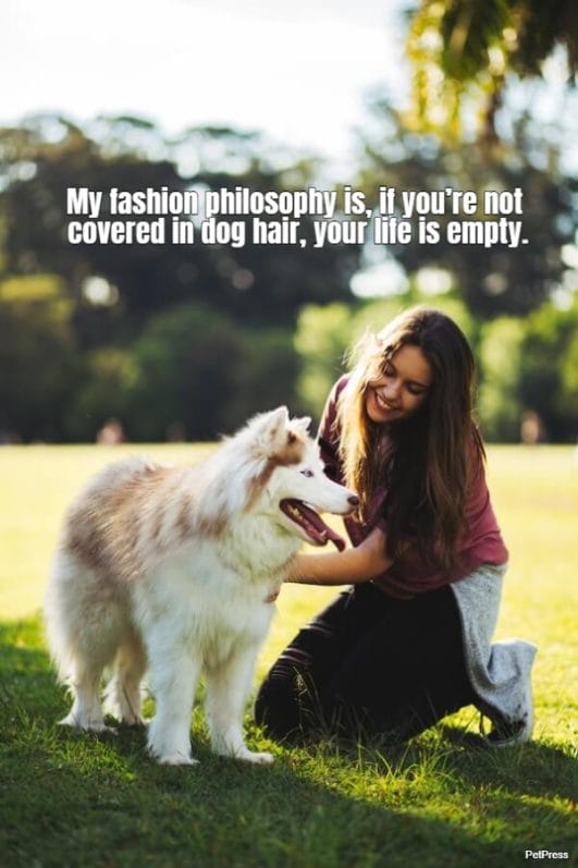 10 Funny Husky Quotes to Brighten Your Day