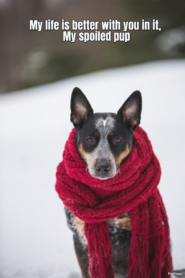 10+ Spoiled Dog Quotes That Will Make You Smile