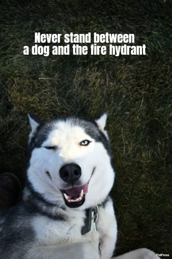 20 Funny Dog Quotes That Will Make You Giggle All Day