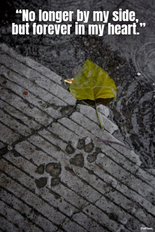 Remembering Your Pup With 15 Touching Dog Memorial Quotes