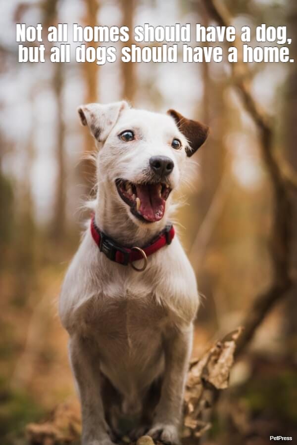 20 Inspiring Rescue Dog Quotes That Will Make You Smile