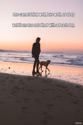 10+ Best Beach Dog Quotes to Make You Smile