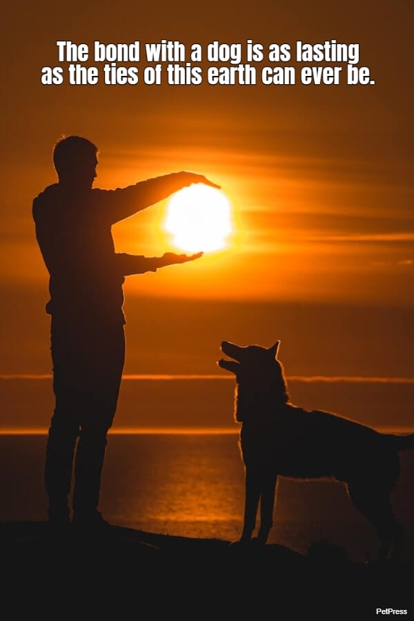 15 Comforting & Emotional Dog Sympathy Quotes