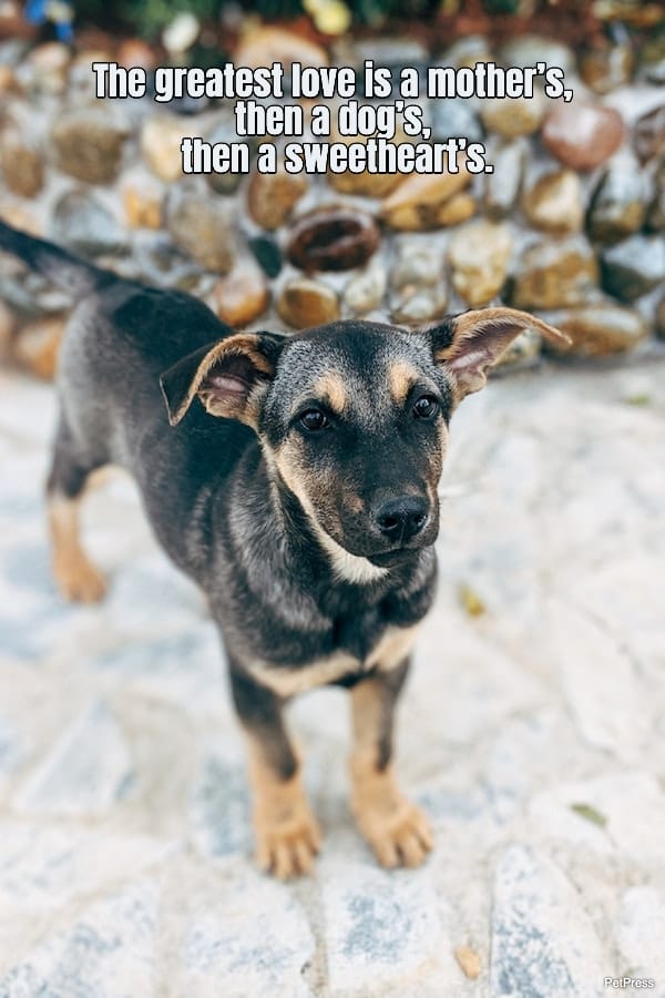 Top 10 Dog Adoption Quotes About The Joys of Dog Adoption