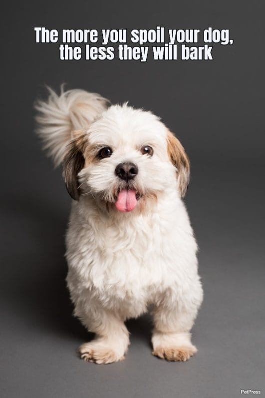 10+ Spoiled Dog Quotes That Will Make You Smile