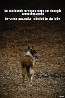 Celebrate Your Canine Friends: 10+ Inspiring Hunting Dog Quotes