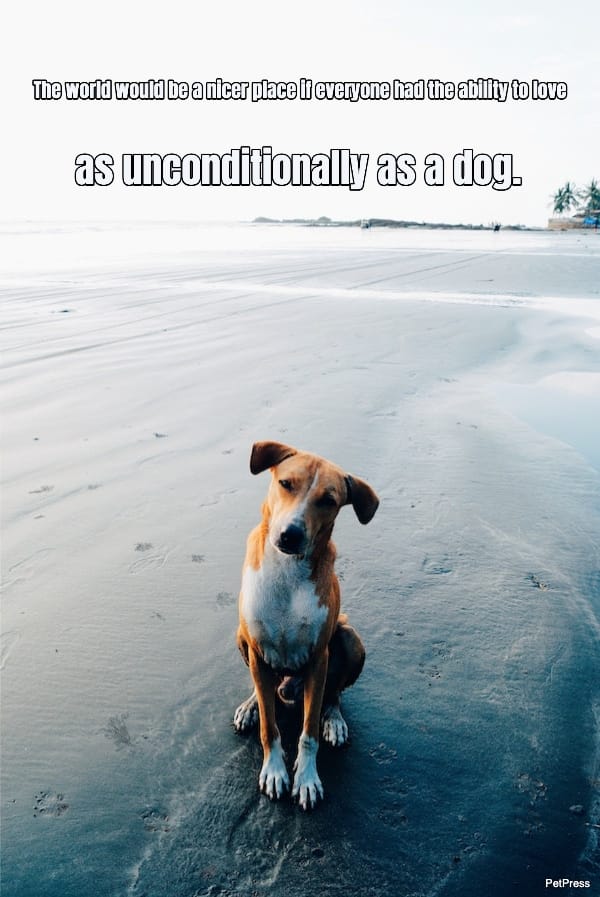 10+ Meaningful Dog Adventure Quotes to Inspire You