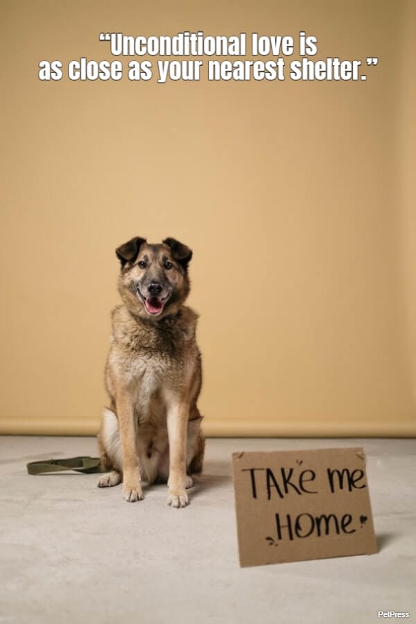 20 Inspiring Rescue Dog Quotes That Will Make You Smile